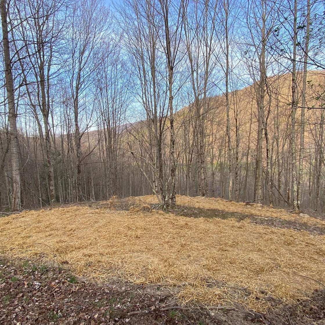 The Trails at Files Creek - Hipcamp in East Dailey, West Virginia