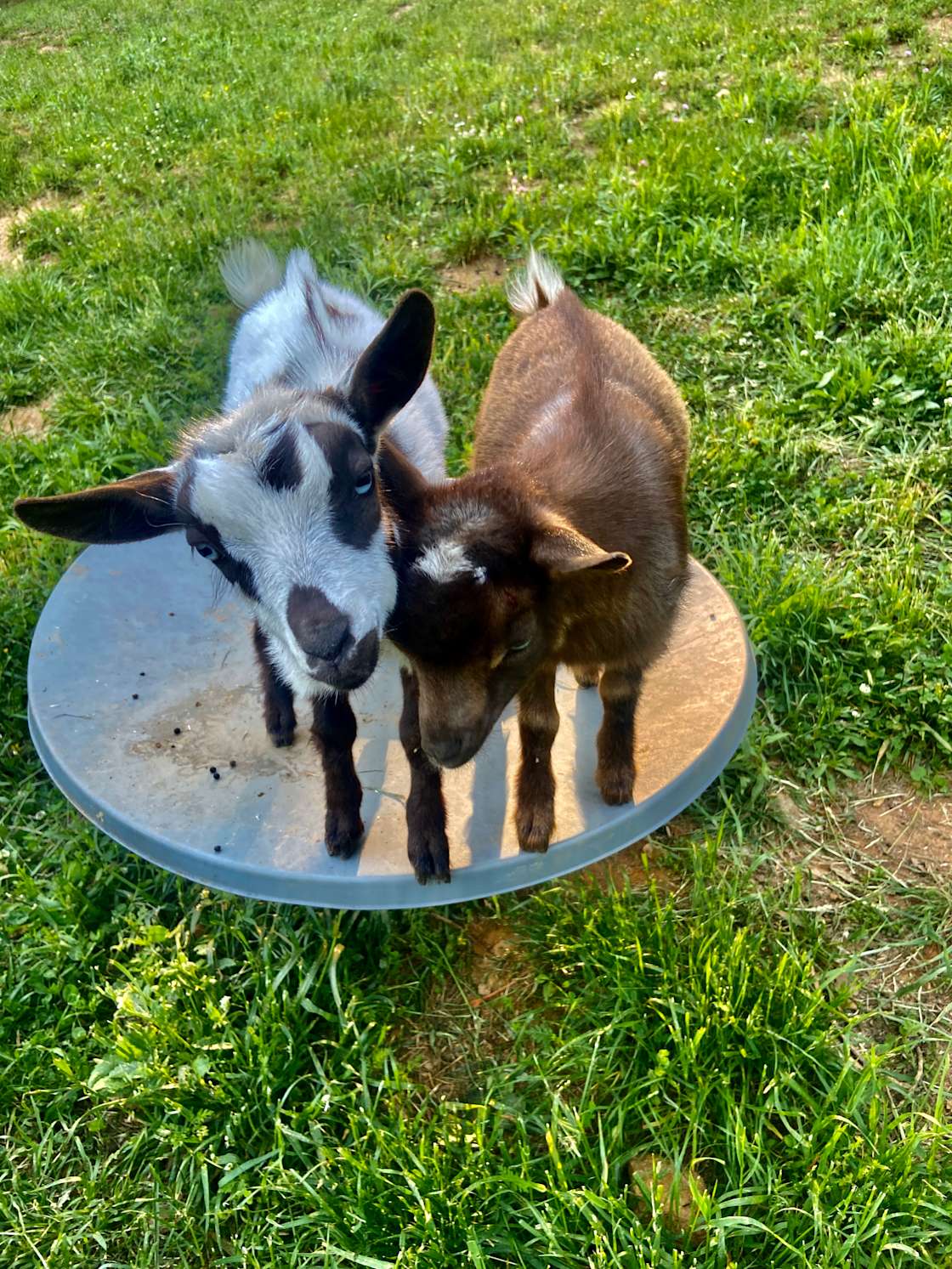 Candy Mountain Goat Farm - Hipcamp in Murphy, North Carolina