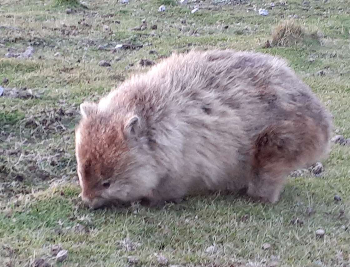 Wombats Run, Flinders Island - Hipcamp in Bridport, Tasmania