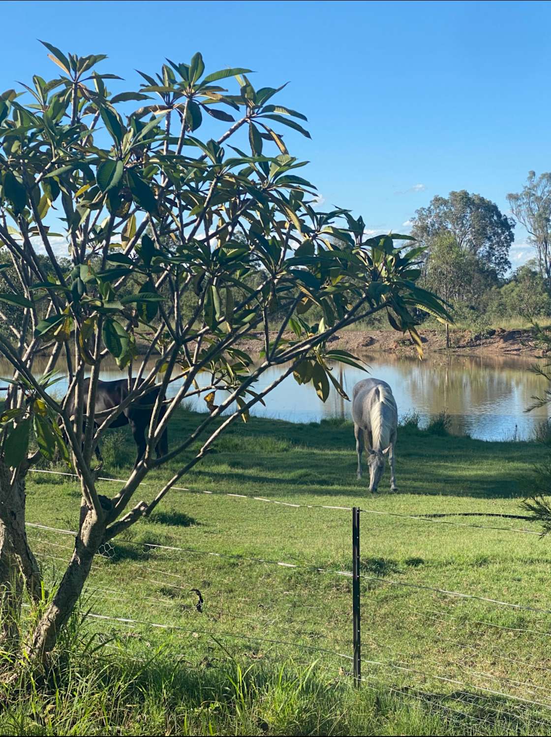 Poores Outback Property - Hipcamp in Mutdapilly, Queensland