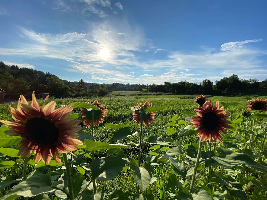 Crooked Mountain - Hipcamp in , Virginia