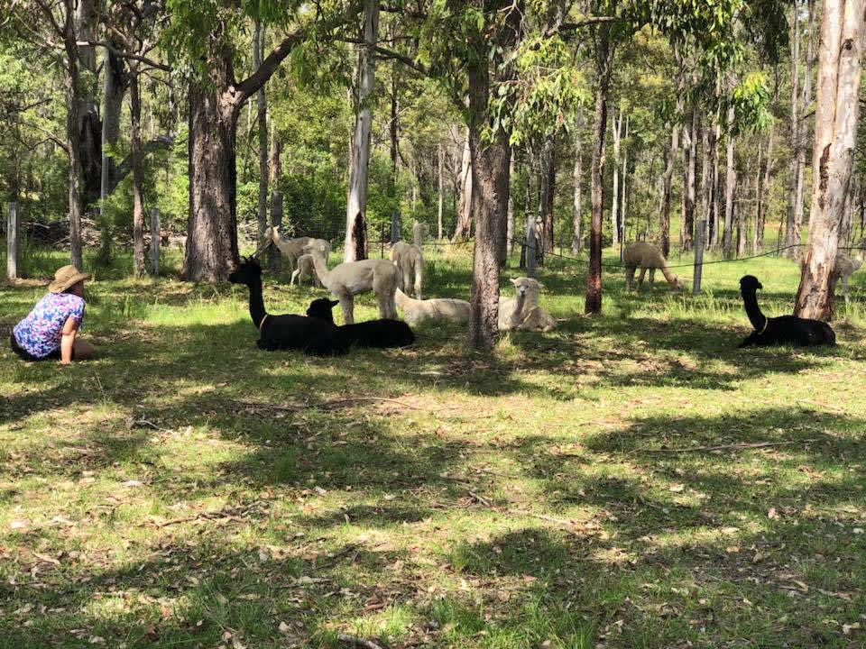 Long Neck Farm - Hipcamp in Allora, Queensland