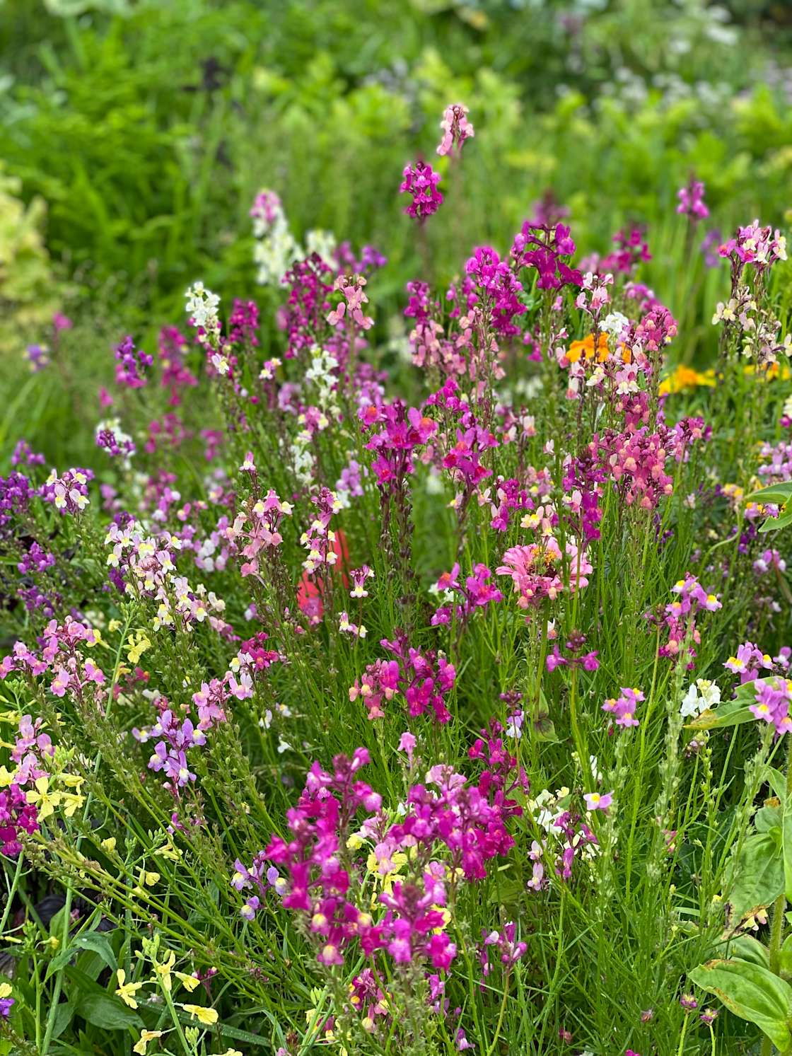 Ossia Village Farm - Hipcamp in Crescent City, California
