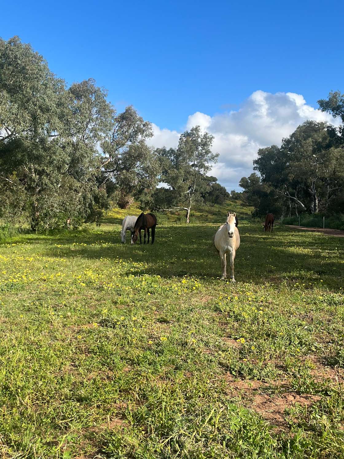 Hill River Farm - Hipcamp in Moonyoonooka, Western Australia