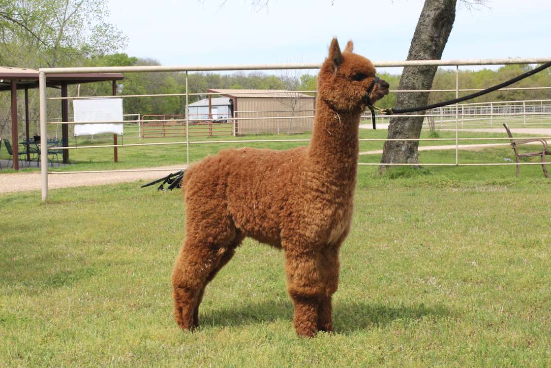Legendary Alpacas of Texas - Hipcamp in Maypearl, Texas