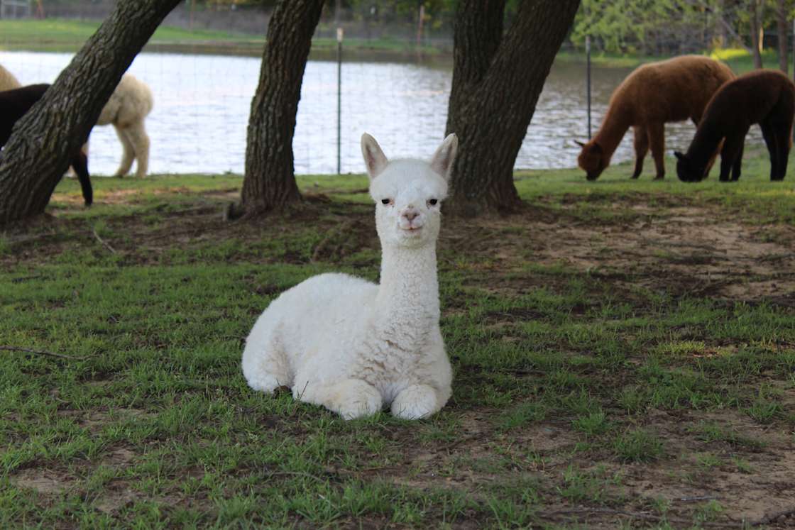 Legendary Alpacas of Texas - Hipcamp in Maypearl, Texas