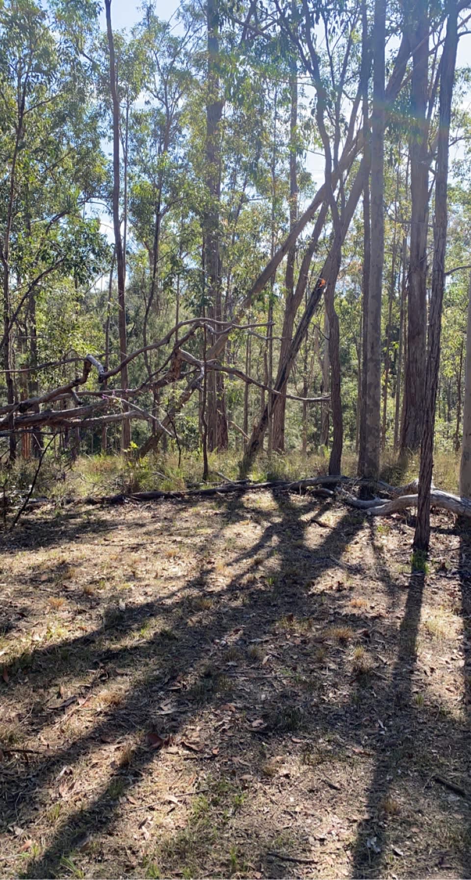 Moore Trees Bush Camp - Hipcamp in Collombatti, New South Wales