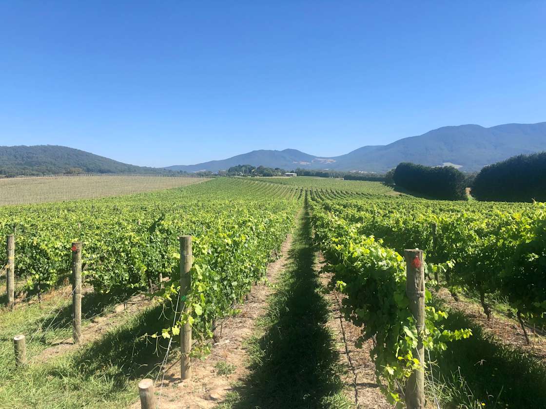 Summerhill Vineyard - Hipcamp in Yarra Junction Wesburn, Victoria