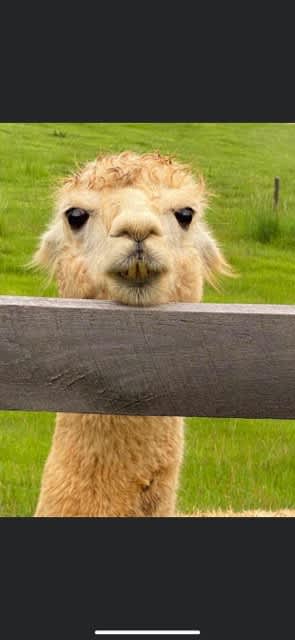 "JALUM" Undulating Farmland! - Hipcamp in Mooball, New South Wales