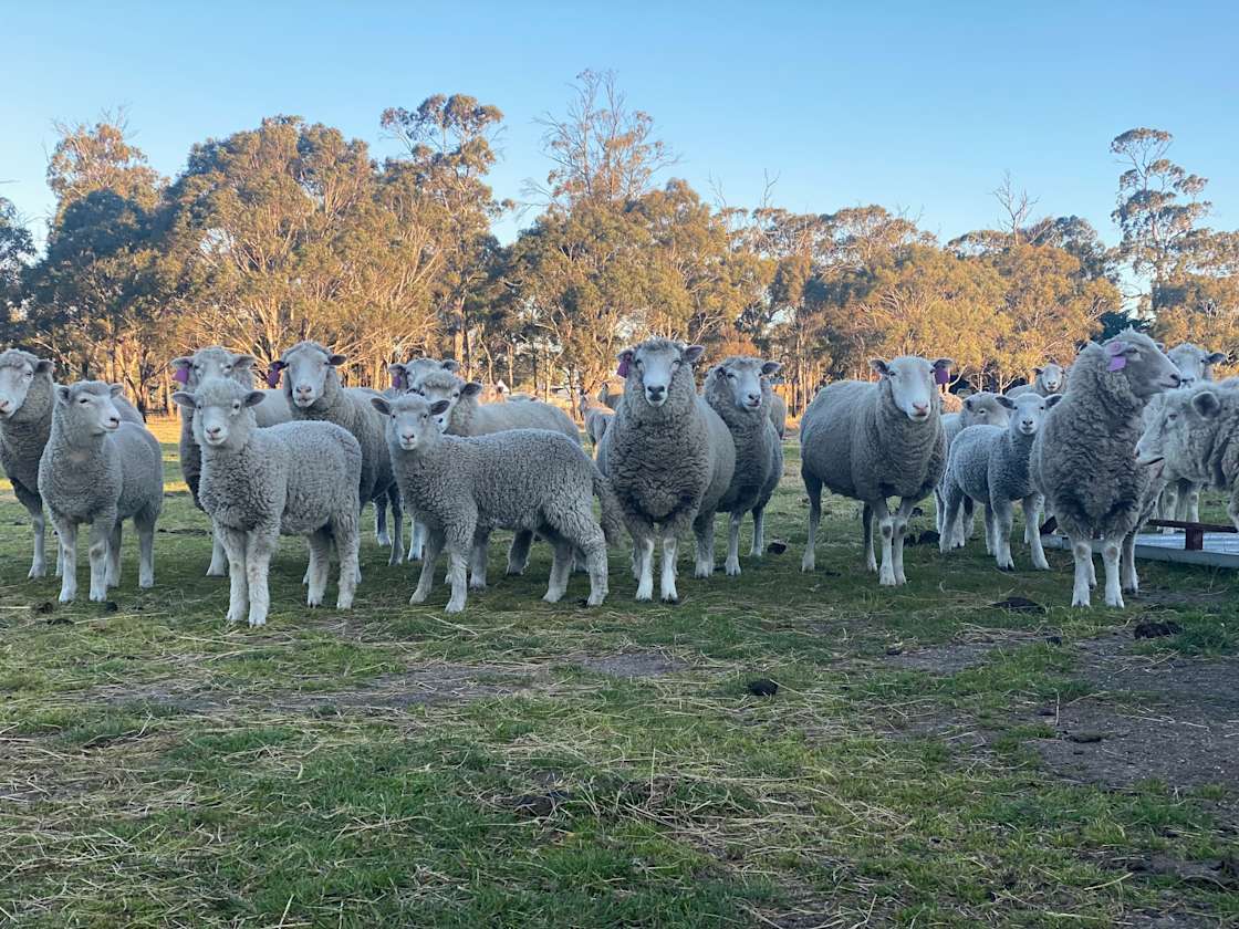 Forcett Inn - Hipcamp in Dodges Ferry, Tasmania