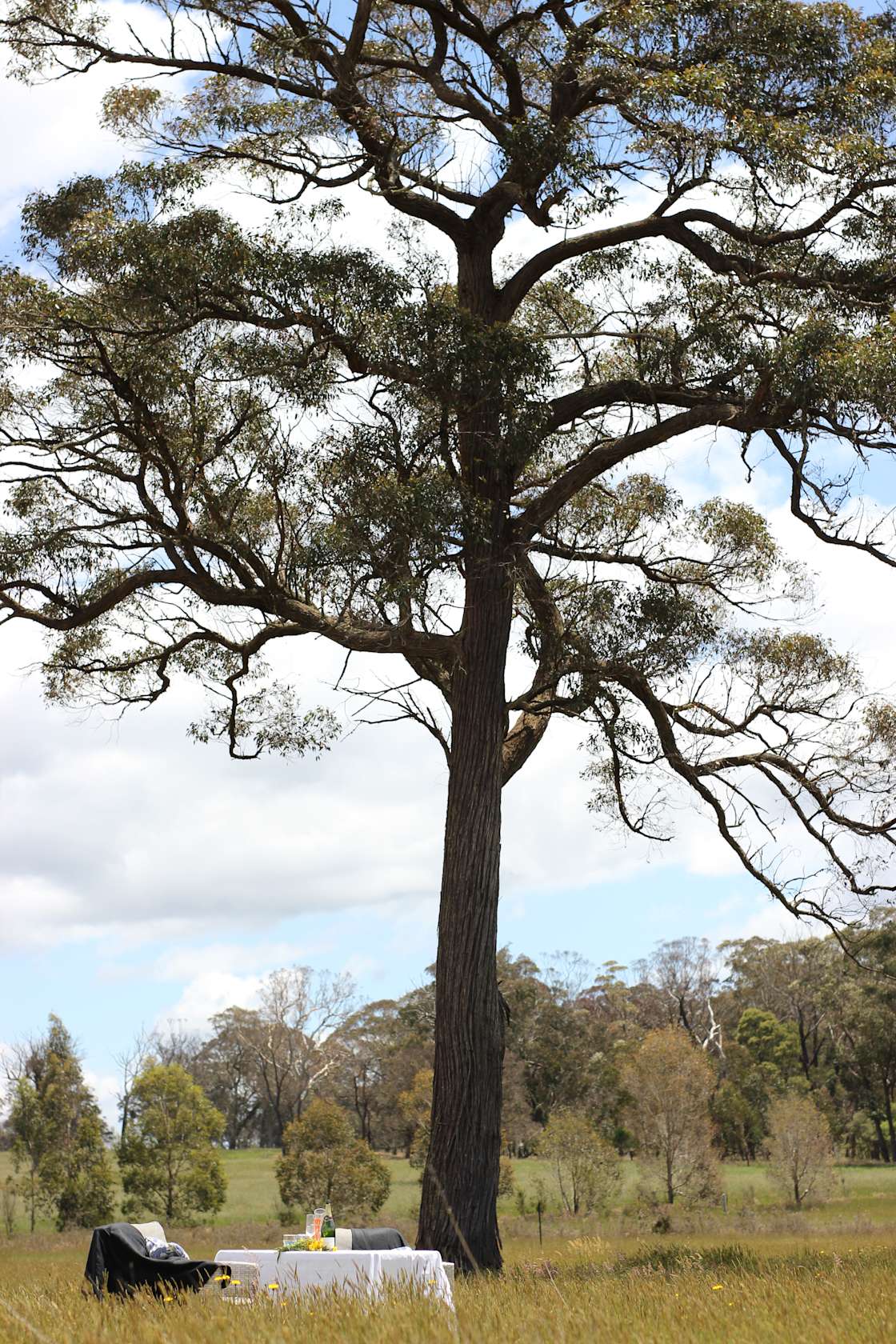 Scribbly Farm - Hipcamp in High Range, New South Wales