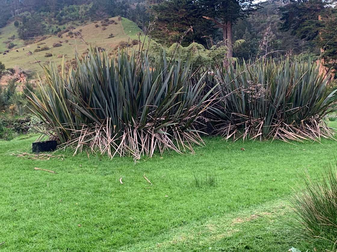 Puhoi cottage tearooms - Hipcamp