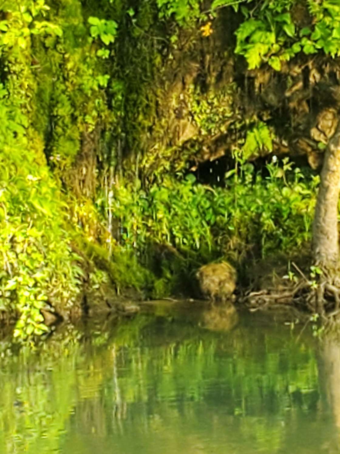 Sycamore Springs Campground - Hipcamp in Fredericktown, Missouri