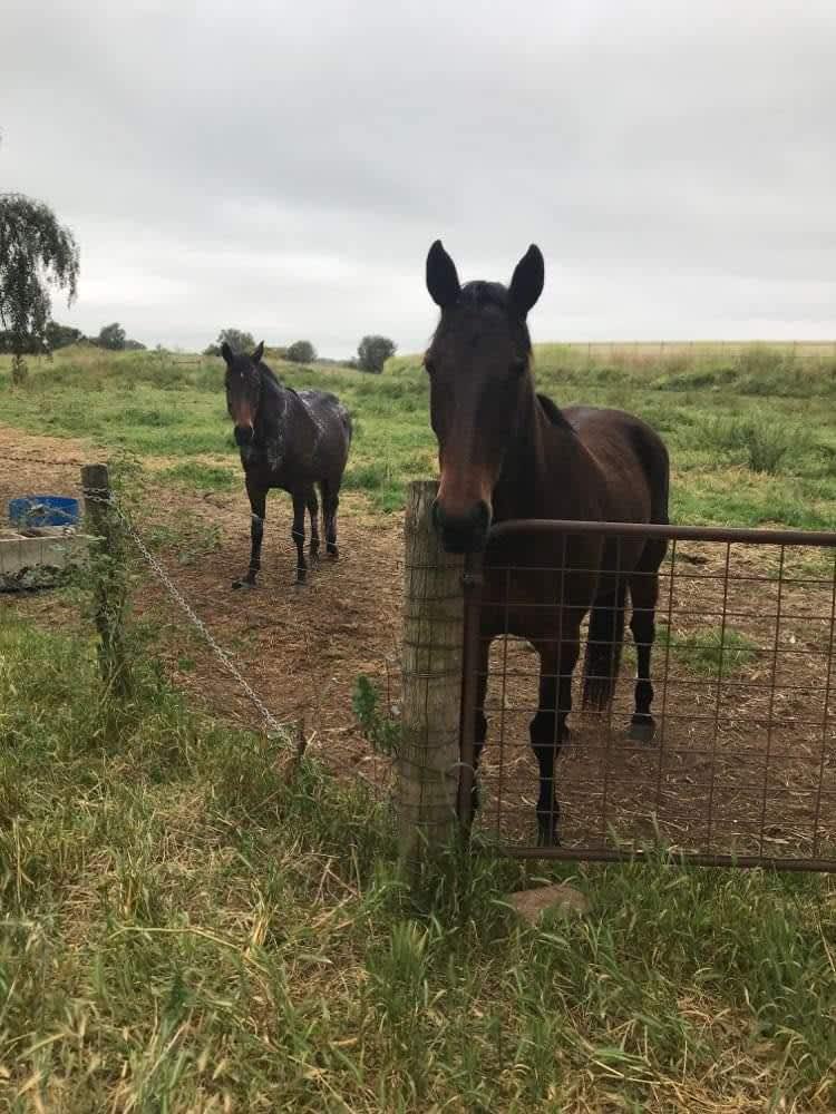 Akacija Equine Horse Farm - Hipcamp in Gawler, South Australia