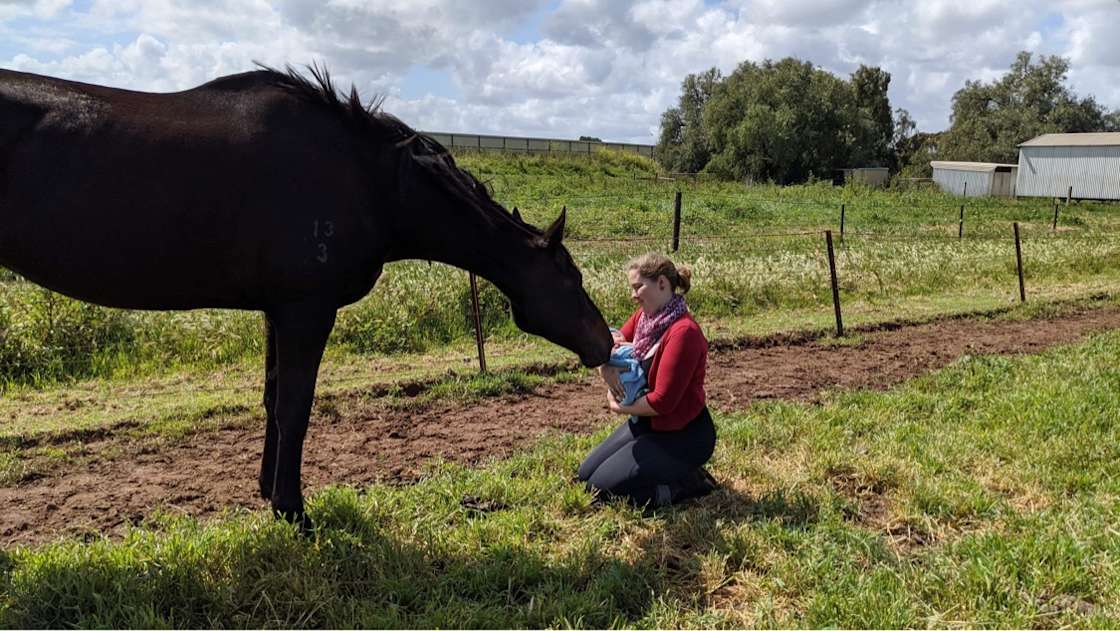 Akacija Equine Horse Farm - Hipcamp in Gawler, South Australia