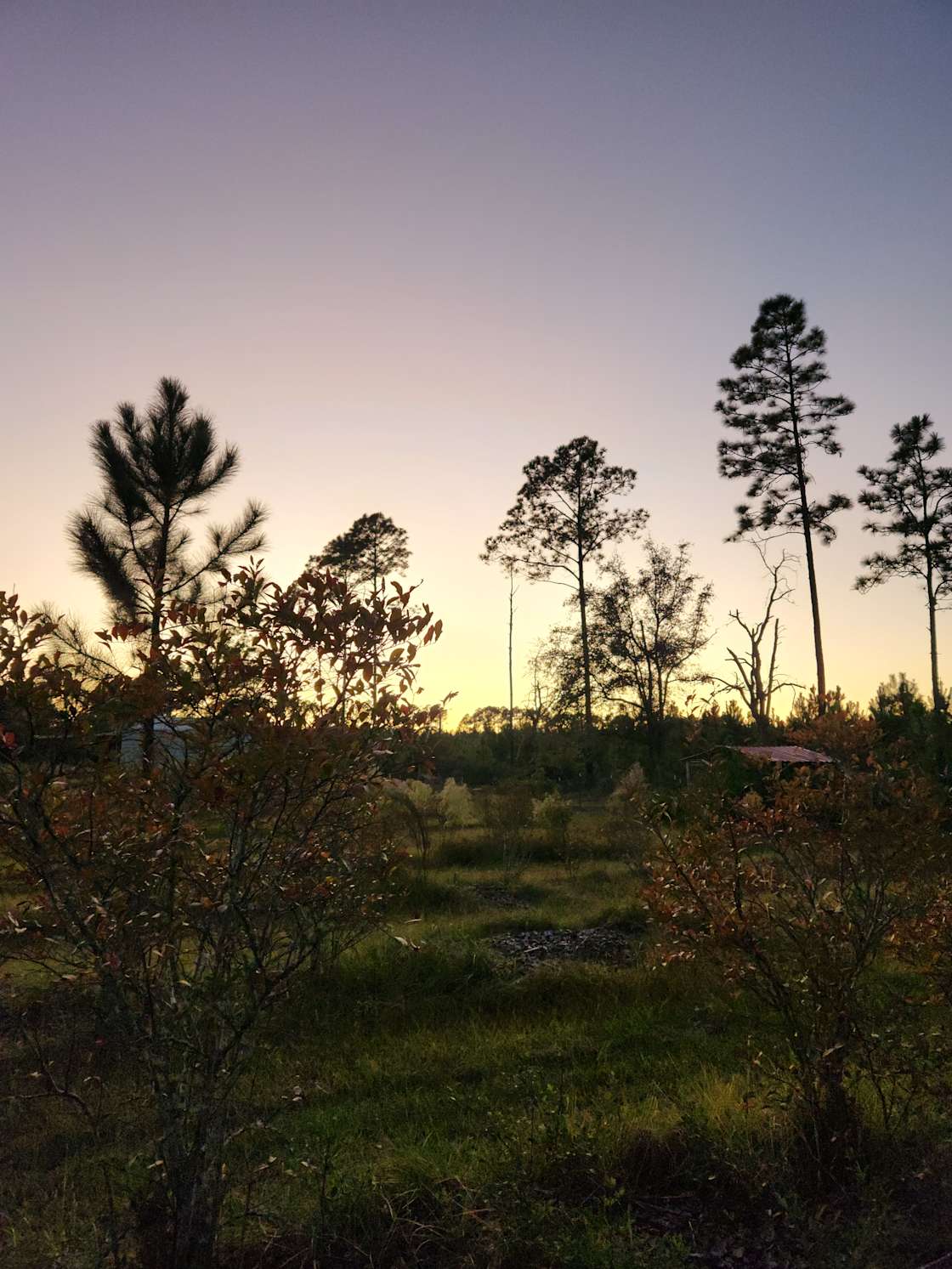 The Blueberry Ranch - Hipcamp in Yulee, Florida