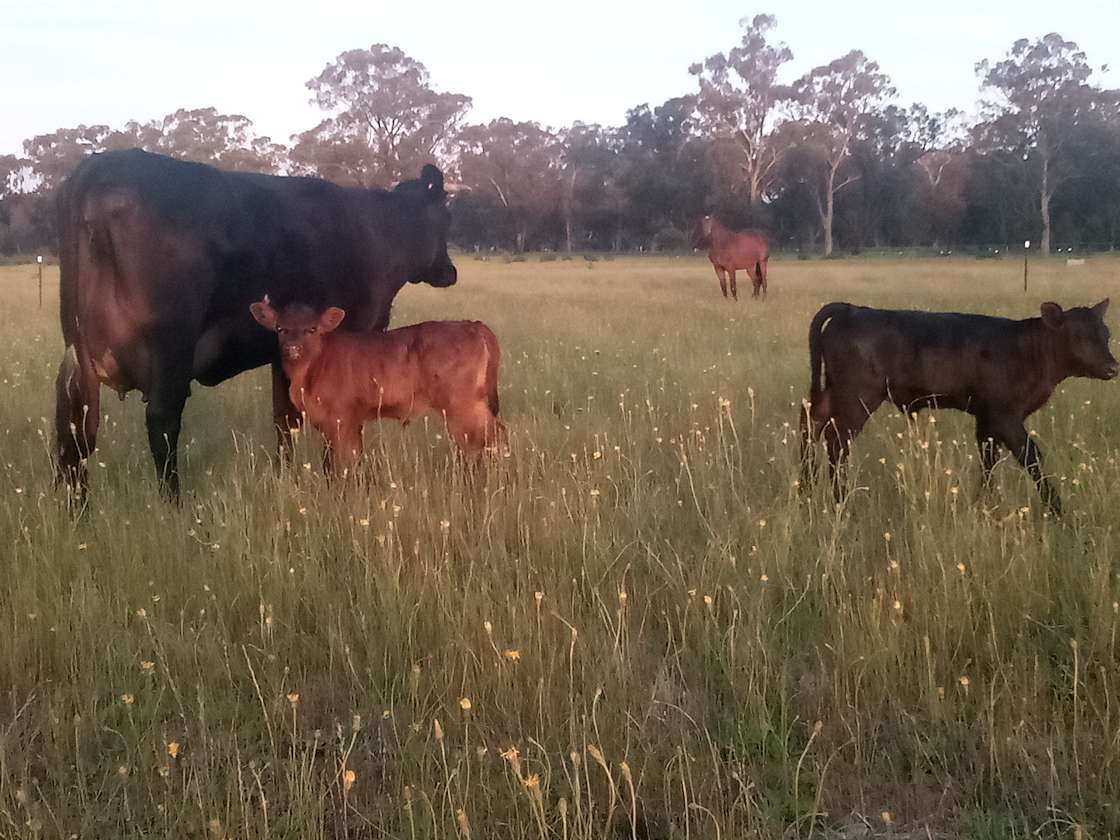 Locksley Stud - Hipcamp in Locksley, Victoria