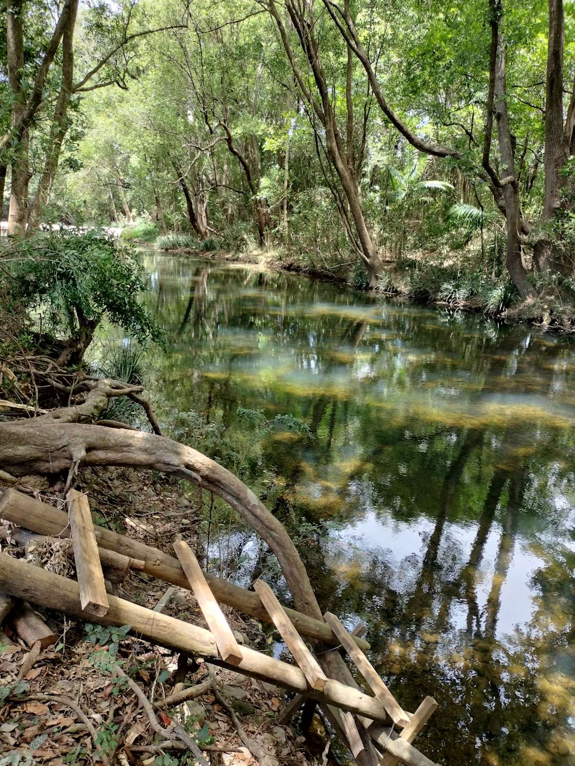 Jabiru Campground - Hipcamp in Murwillumbah, New South Wales