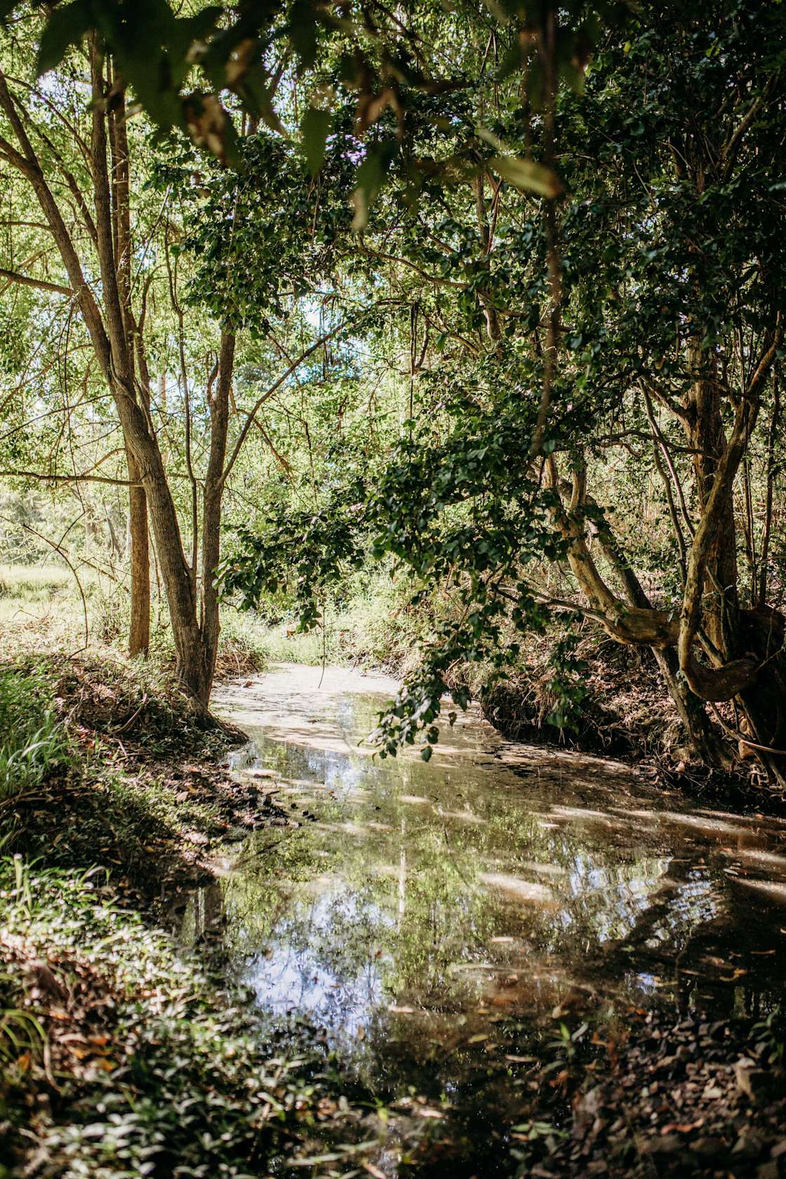 Mimi Valley, Krambach - Hipcamp in Krambach, New South Wales