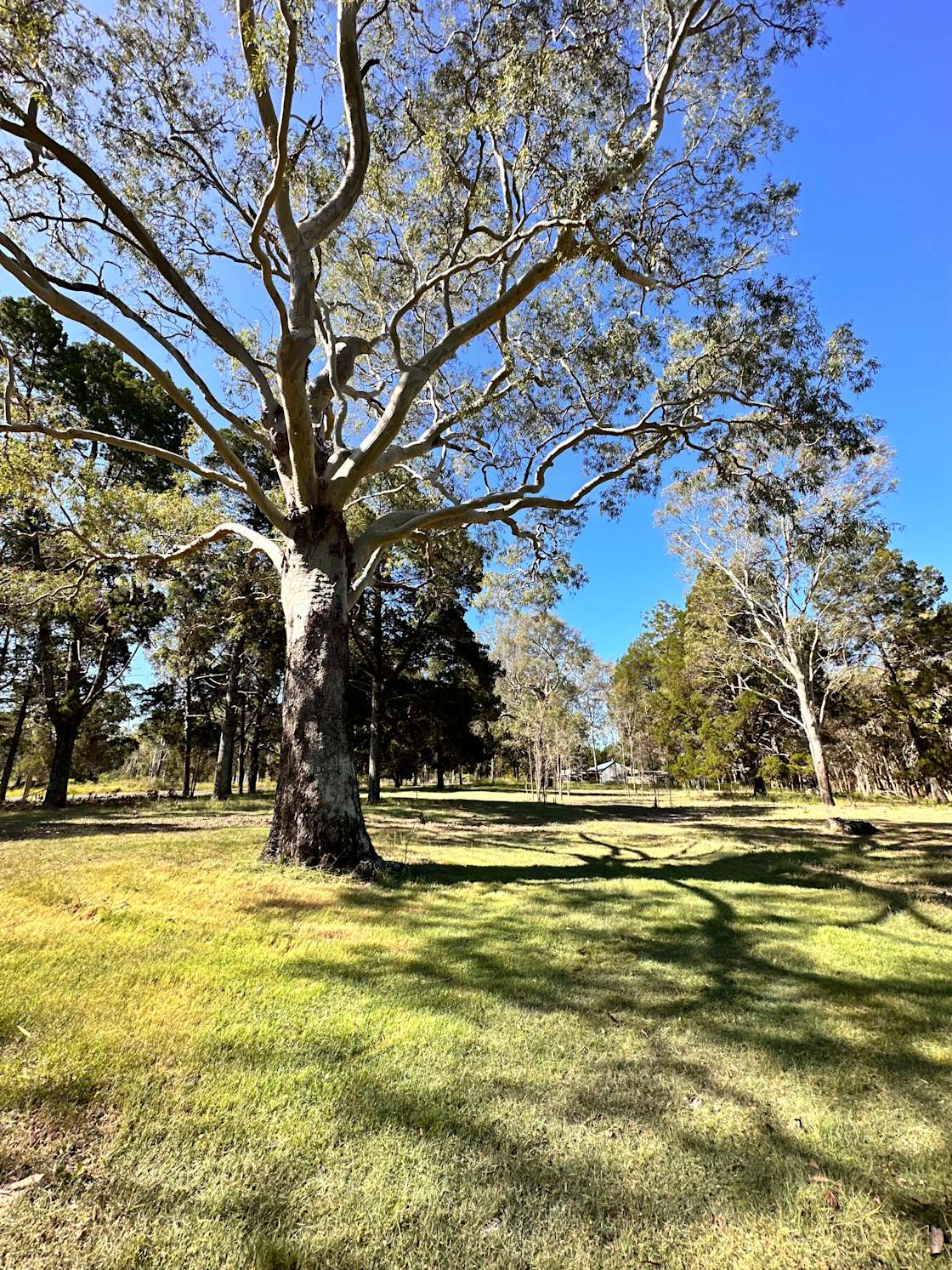Knight Ranch - Hipcamp in Beachmere, Queensland
