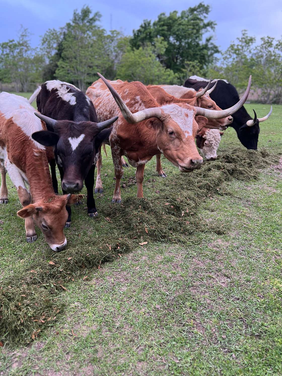Turquoise Acres Ranch - Hipcamp in Katy, Texas