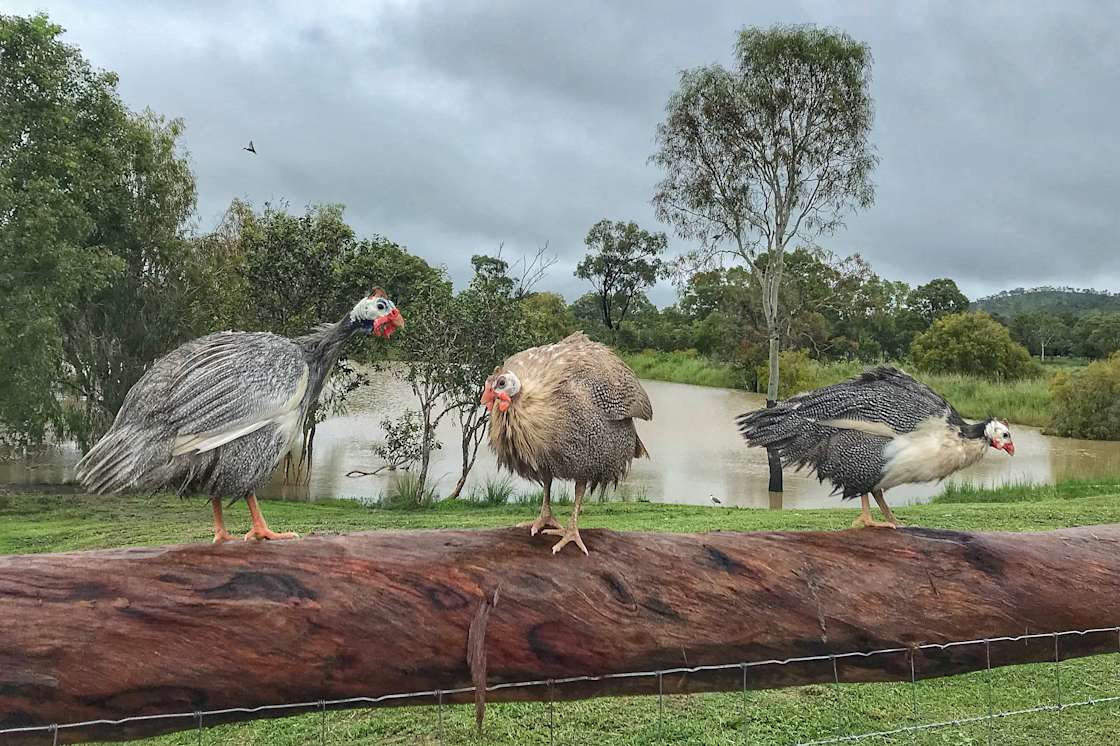 Hectic Valley Farm - Hipcamp in , Queensland