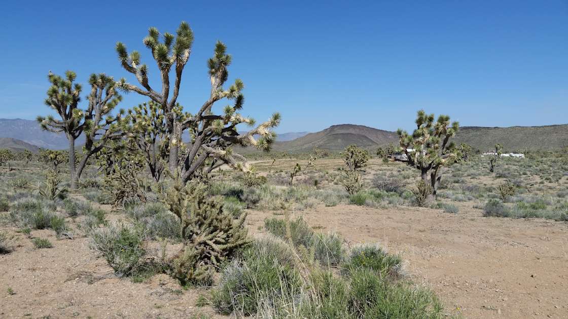 Grand Canyon - Joshua Tree Junction - Hipcamp in Dolan Springs, Arizona