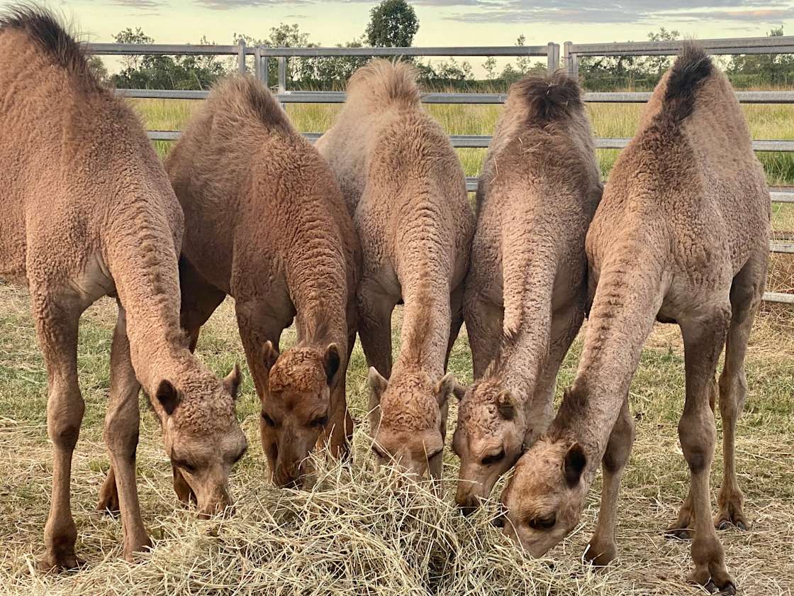 Hectic Valley Farm - Hipcamp in , Queensland