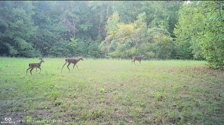 Southern Comfort RV Park Campground - Hipcamp in Holladay, Tennessee