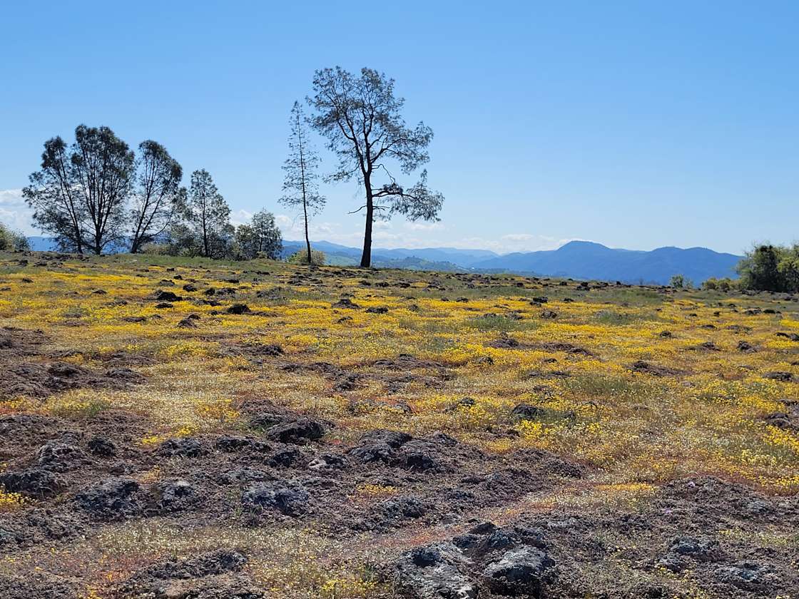 Gold Wall Ranch & Vineyard - Hipcamp in Jamestown, California