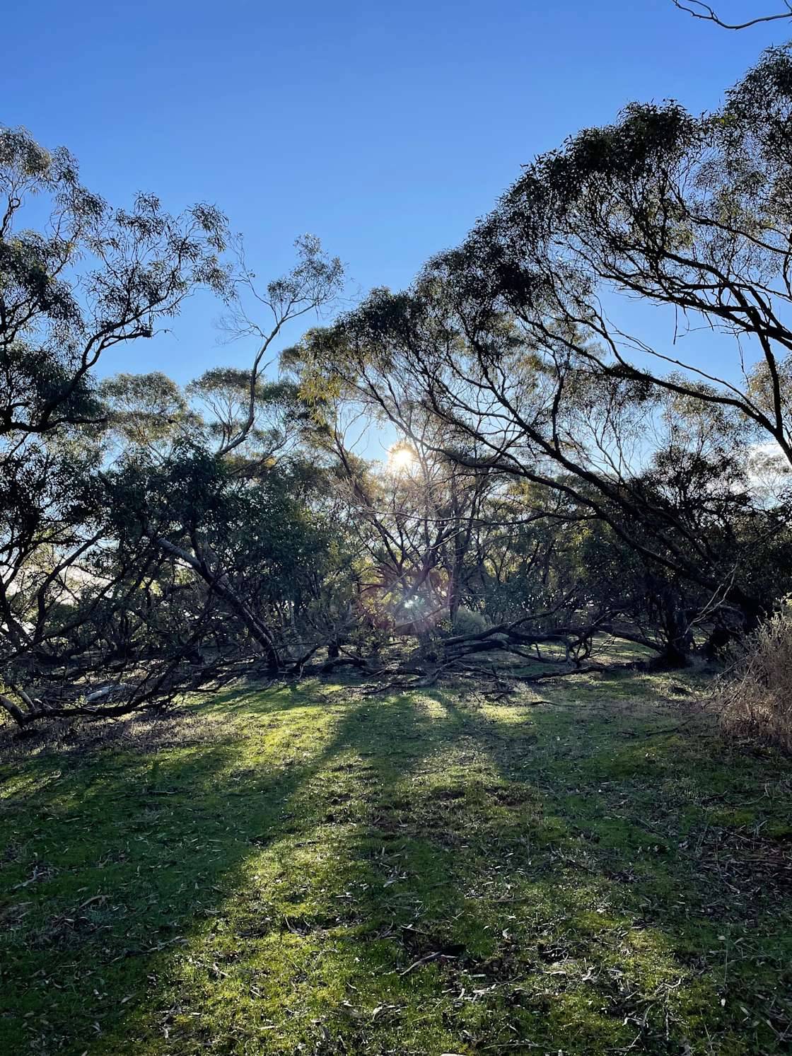 Heggies Hill Bush Camp - Hipcamp in Tarcowie, South Australia