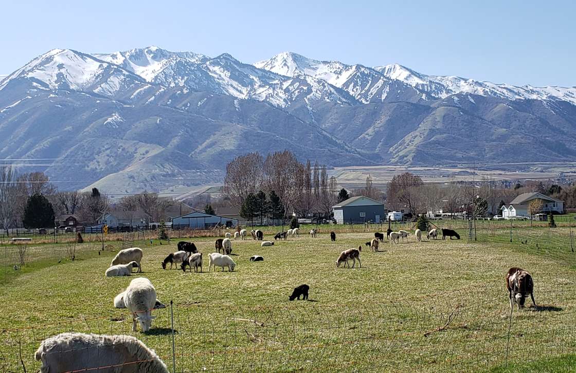 Steep Mountain Farm - Hipcamp in Wellsville, Utah
