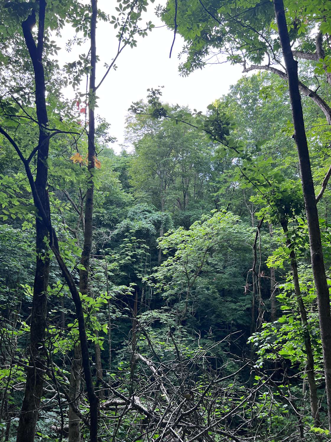 Rock Springs Farm and Sanctuary - Hipcamp in Foster, Kentucky