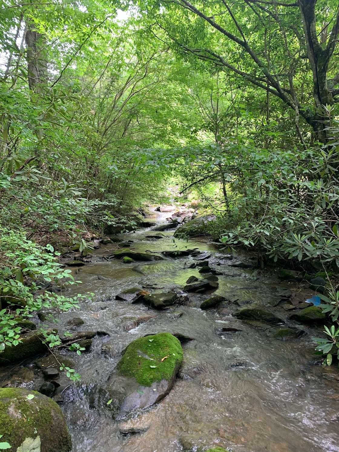 Wanderlust Woods - Hipcamp in Cosby, Tennessee