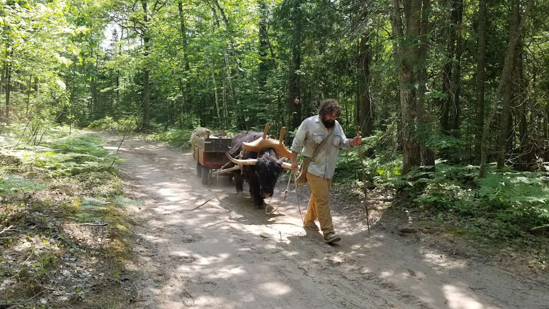 Bear Tree Homestead - Hipcamp in Trowbridge Park, Michigan