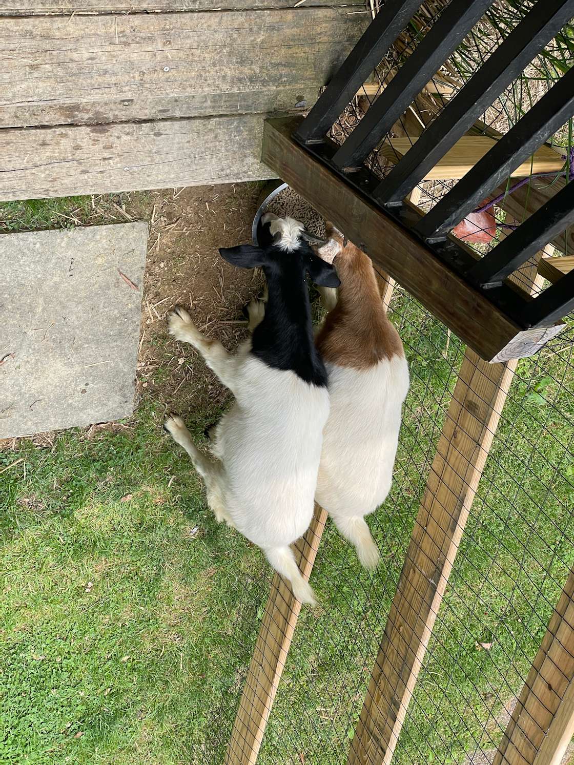 Pickering Goat Ranch - Hipcamp in Nottingham, Pennsylvania