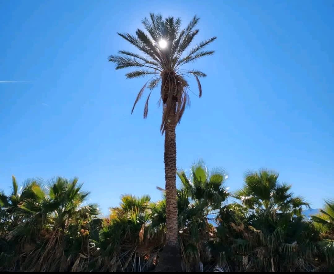 Mineral Spring Date Farm - Hipcamp in Desert Hot Springs, California