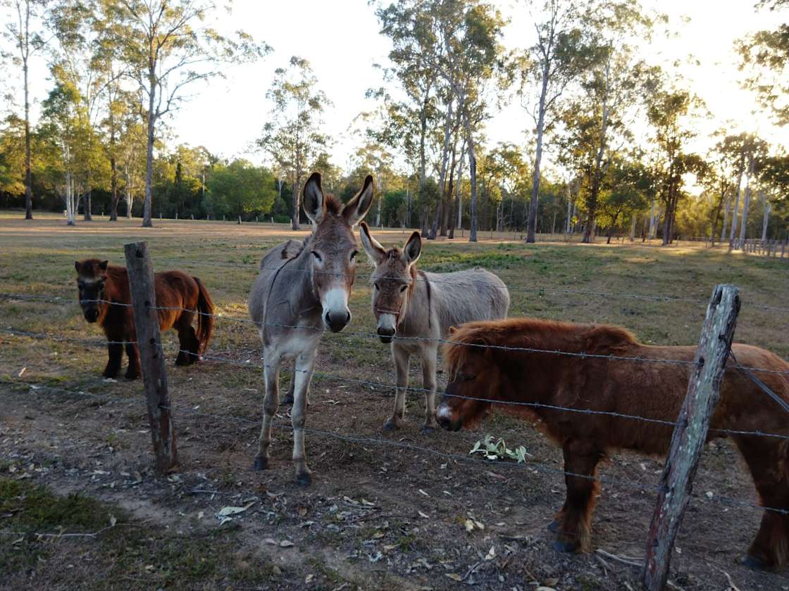 JJJ'S Ranch Farm Stay South Kolan Q - Hipcamp in Bundaberg, Queensland