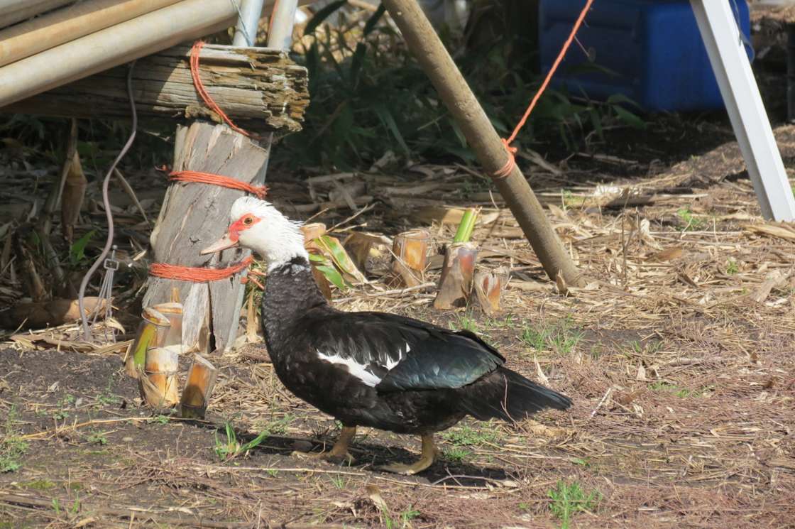 Lake Labish Farm - Hipcamp in Keizer, Oregon
