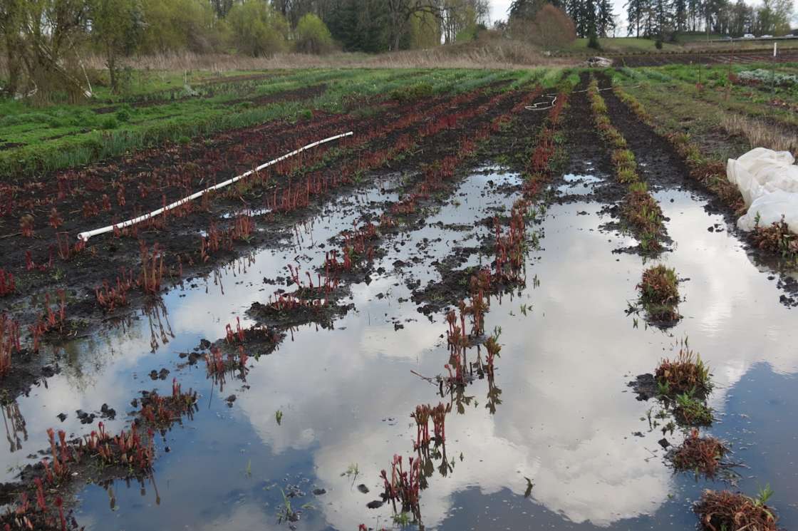 Lake Labish Farm - Hipcamp in Keizer, Oregon