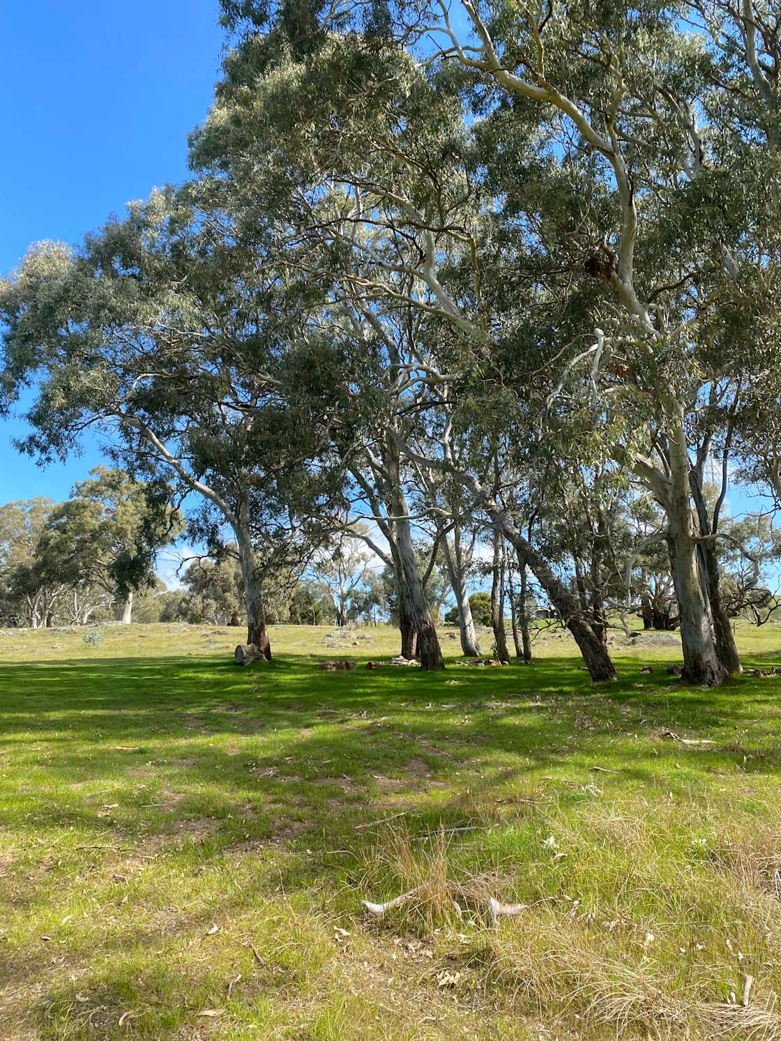 Strathspey Farm - Hipcamp in Springton, South Australia