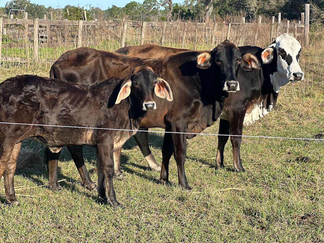 Aker Brand Farms - Hipcamp in Ona, Florida