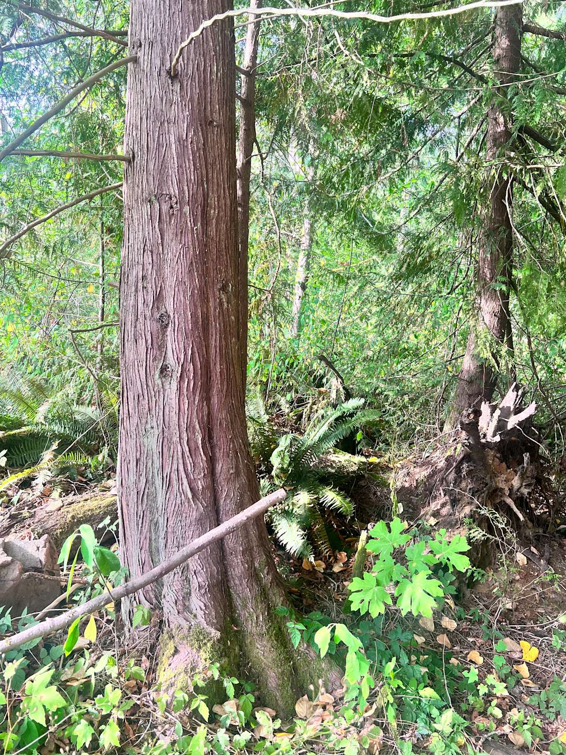 The Woodlands PNW - Hipcamp in Lake Goodwin, Washington