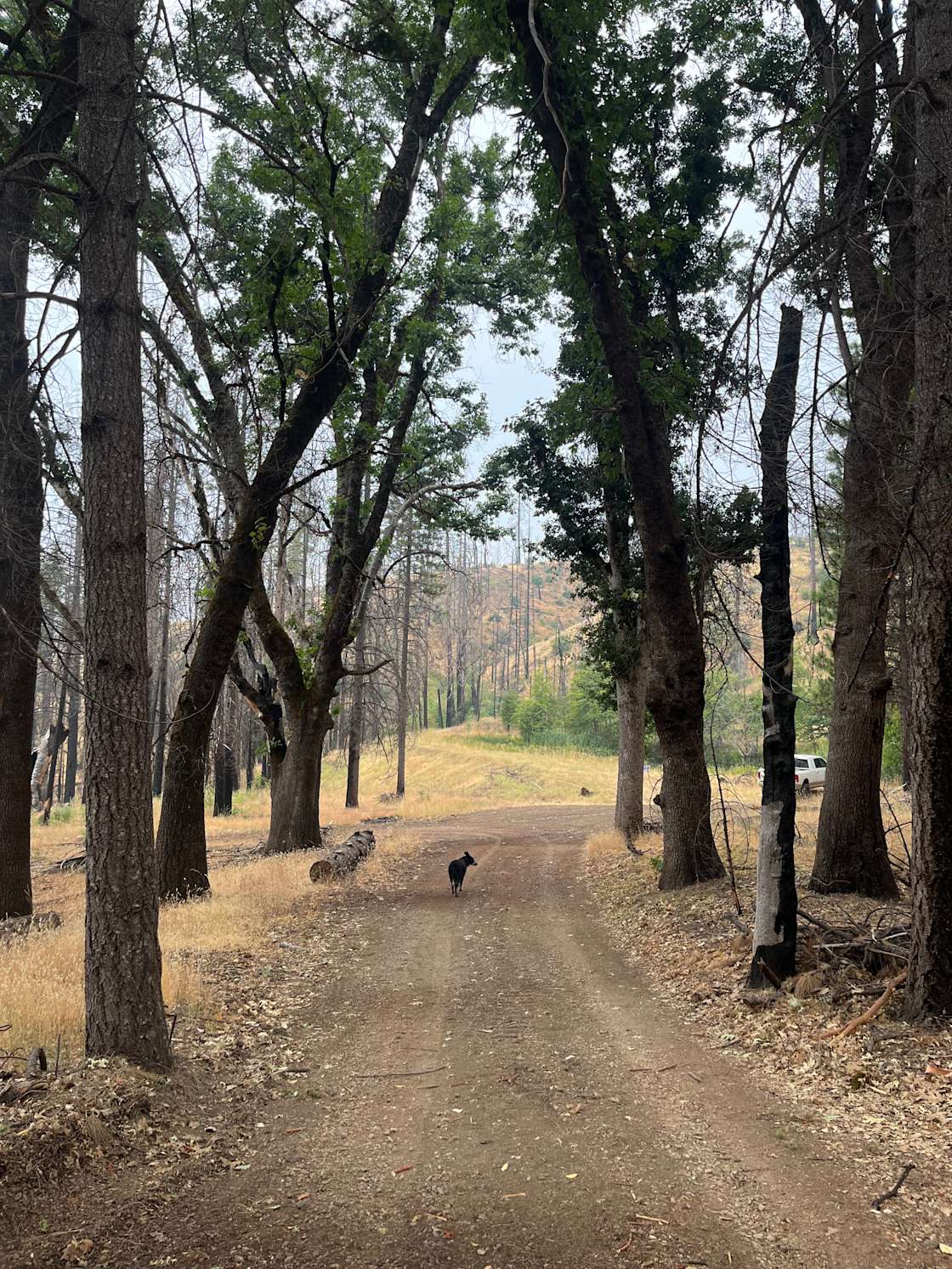 Hatchet Mountain Horse Ranch - Hipcamp in Covelo, California