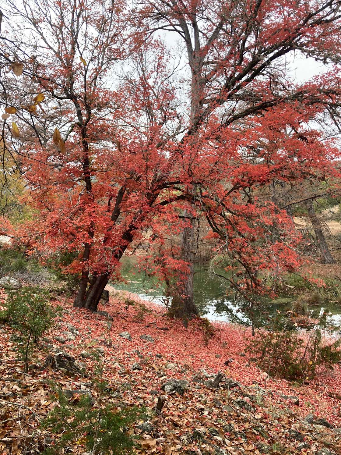 Laf ranch - Hipcamp in Medina, Texas
