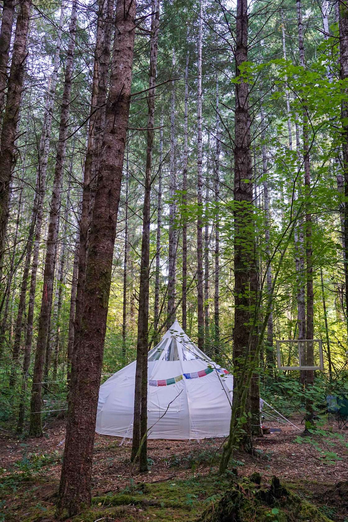 Elfendahl Forest campground - Hipcamp in Belfair, Washington