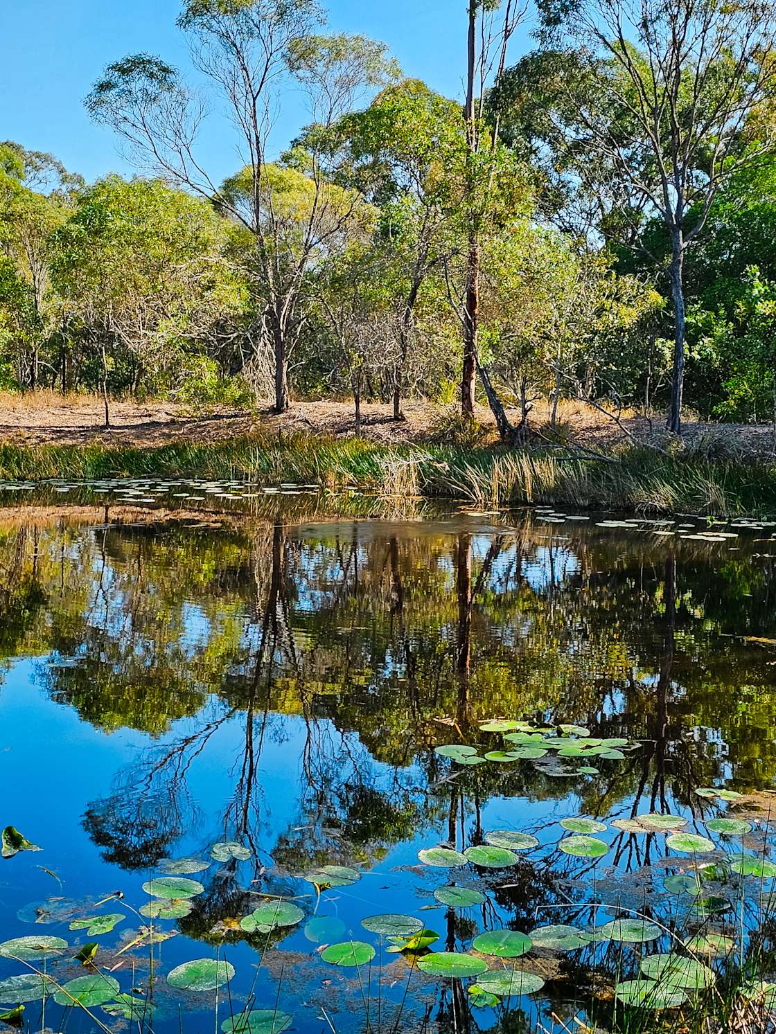 The Friendly Farm - Hipcamp in Takura, Queensland