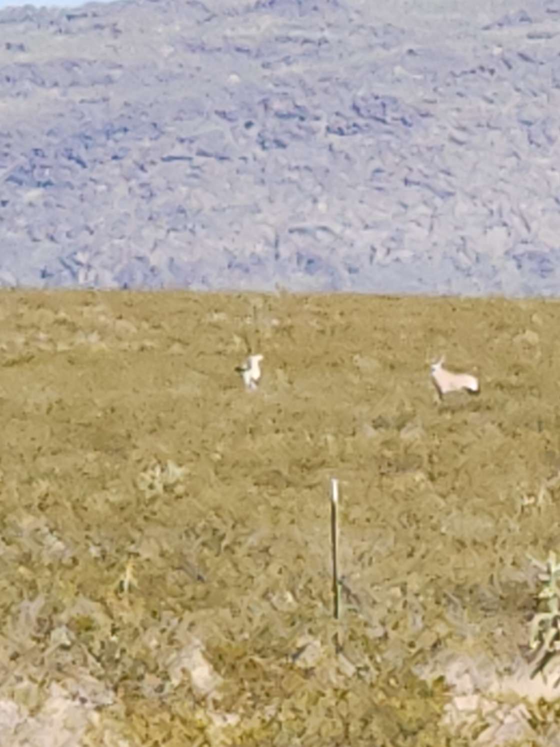 Hart Ranch - Hipcamp in Salt Flat,, Texas
