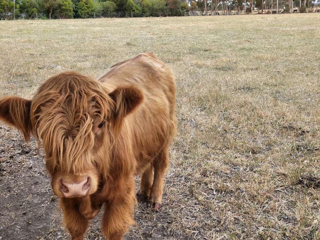 Tiny Winch Farm - Hipcamp in Winchelsea, Victoria