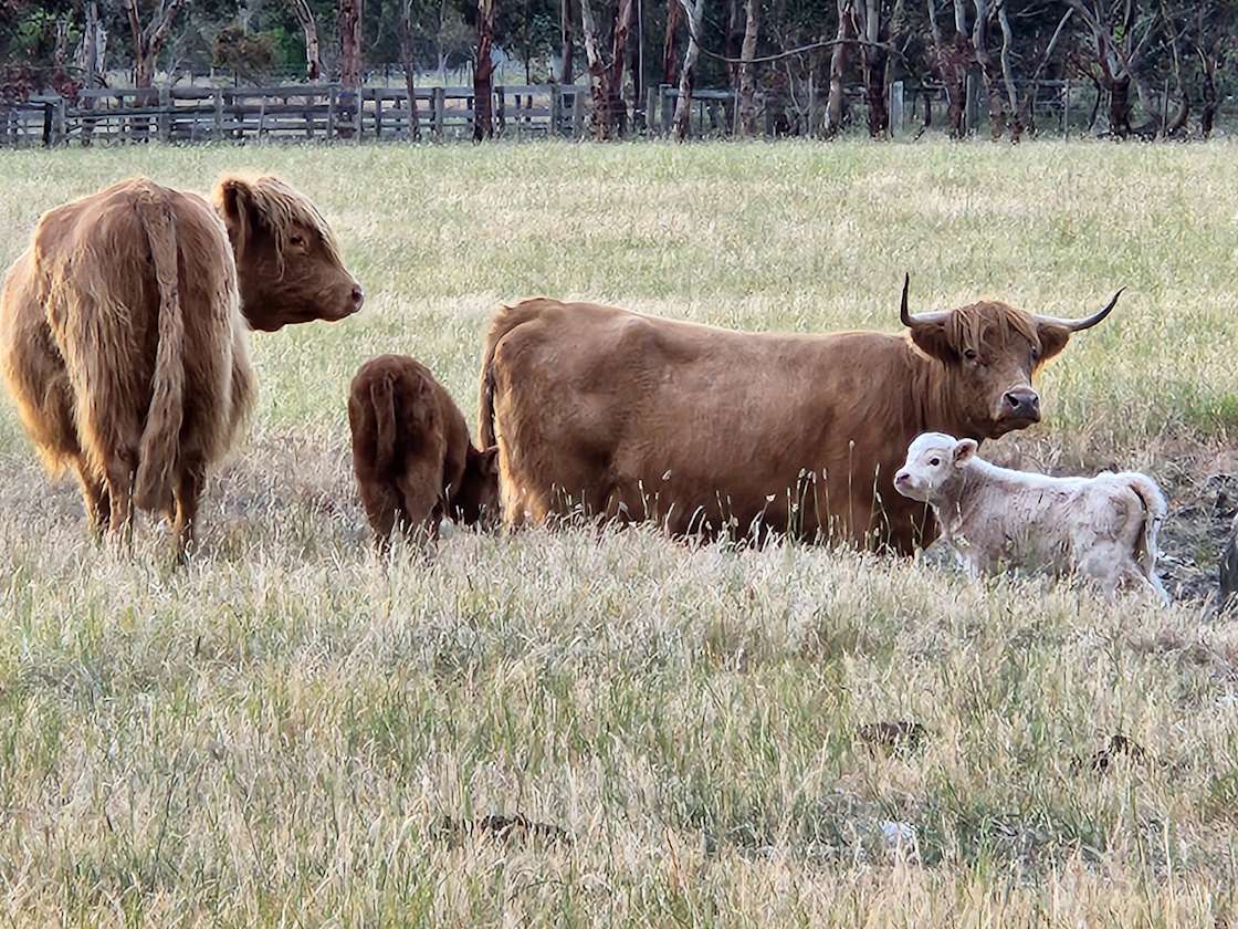 Tiny Winch Farm - Hipcamp in Winchelsea, Victoria